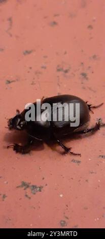Earth-boring Beetles (Geotrupidae) Insecta Stock Photo - Alamy