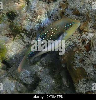 Whitebelly Toby (Canthigaster bennetti) Actinopterygii Stock Photo - Alamy