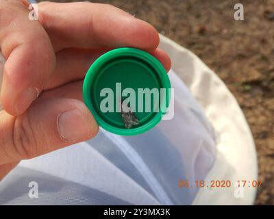 Alfalfa Webworm Moth (Loxostege cereralis) Insecta Stock Photo - Alamy