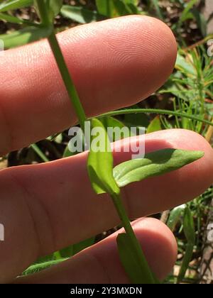 narrowleaf rose-pink (Sabatia brachiata) Plantae Stock Photo - Alamy