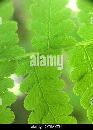 bulblet fern (Cystopteris bulbifera), Plantae, Jamesville, NY 13078 ...