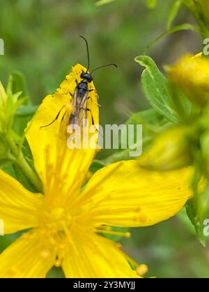 Stem Sawflies (Cephidae) Insecta Stock Photo - Alamy