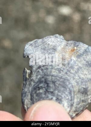 Jingle Shells (Anomiidae Stock Photo - Alamy