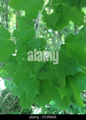 black maple (Acer nigrum) Plantae Stock Photo - Alamy