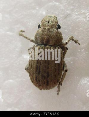 Ground Weevils (Protostrophus) Insecta Stock Photo - Alamy