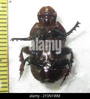 Bronze Dung Beetle (Onitis alexis Stock Photo - Alamy