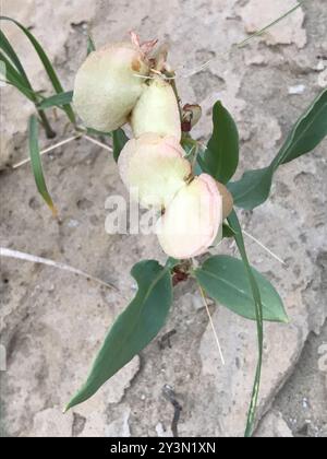 winged dock (Rumex venosus) Plantae Stock Photo - Alamy
