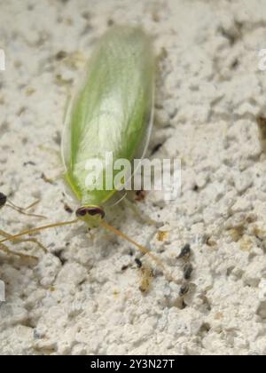 Banana Cockroach (Panchlora nivea) Insecta Stock Photo - Alamy
