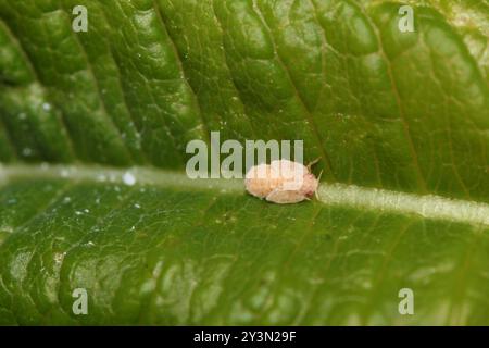 Psylloids (Psylloidea) Insecta Stock Photo - Alamy