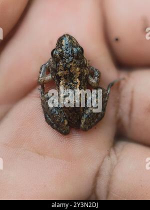 Sabinal Frog (Leptodactylus melanonotus) Amphibia Stock Photo - Alamy