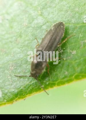 Basal Click Beetle (Limonius basilaris) Insecta Stock Photo - Alamy