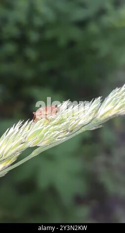 Willow Weevils (Dorytomus) Insecta Stock Photo - Alamy