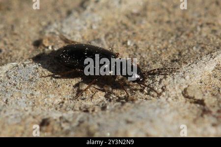 (Syntomus pallipes) Insecta Stock Photo - Alamy