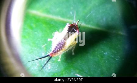 True Hoppers (Auchenorrhyncha) Insecta Stock Photo - Alamy