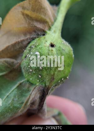 Oak Petiole Gall Wasp (Andricus quercuspetiolicola) Insecta Stock Photo ...