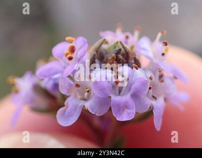Drakensberg Bitterbush (Selago galpinii) Plantae Stock Photo - Alamy