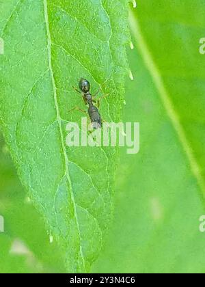 Slender Ant-mimic Jumping Spider (Synemosyna formica) Arachnida Stock ...