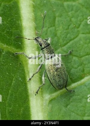 (Eusomus ovulum) Insecta Stock Photo - Alamy