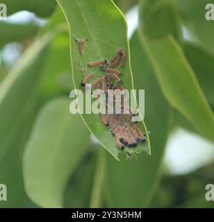 Common Jezebel (Delias eucharis) Insecta Stock Photo - Alamy