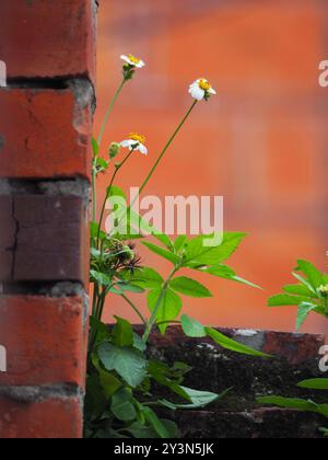 White beggarticks (Bidens alba) Plantae Stock Photo - Alamy