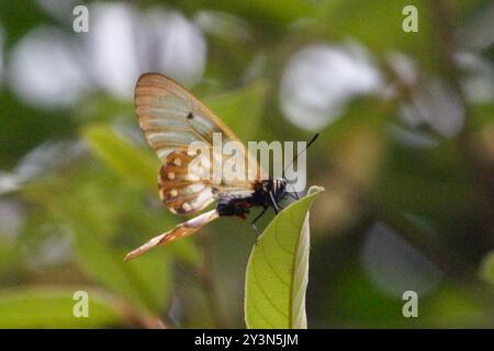 Big Greasy (Cressida cressida) Insecta Stock Photo - Alamy