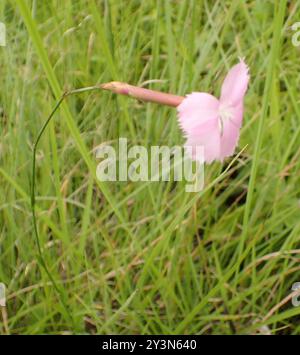 African Pink (Dianthus zeyheri) Plantae Stock Photo - Alamy