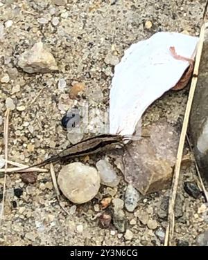 Rock Bristletails (Meinertellidae) Insecta Stock Photo - Alamy