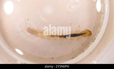 Tube Maker Caddisflies (Polycentropodidae), Insecta, Dunrobin, New ...