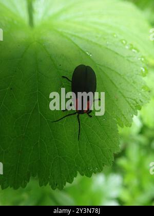 Diurnal Fireflies (Ellychnia) Insecta Stock Photo - Alamy