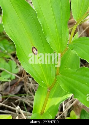 (Phyllosticta convallariae) Fungi Stock Photo - Alamy