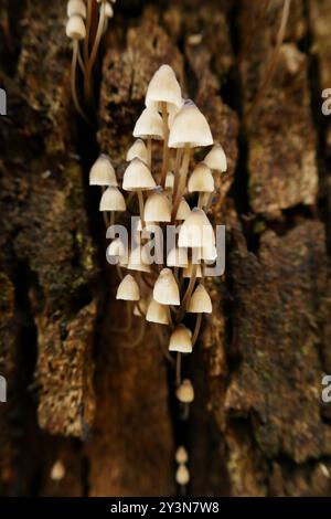 (Mycena subgalericulata) Fungi Stock Photo - Alamy