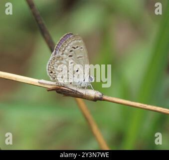 Lime Blue (Chilades lajus) Insecta Stock Photo - Alamy