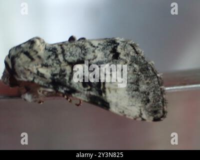 Laugher Moth (Charadra deridens) Insecta Stock Photo - Alamy