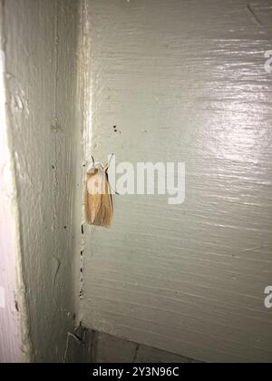 Lesser Wainscot (Mythimna oxygala) Insecta Stock Photo - Alamy