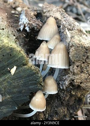 (Mycena subgalericulata) Fungi Stock Photo - Alamy
