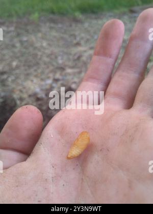 Scarabaeiform Beetles (Scarabaeiformia) Insecta Stock Photo - Alamy