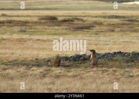 Grey Marmot (Marmota baibacina) Mammalia Stock Photo - Alamy