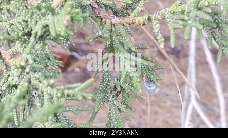 Sierra juniper (Juniperus grandis) Plantae Stock Photo - Alamy