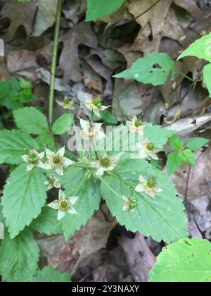 brambles (Rubus) Plantae Stock Photo - Alamy