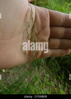 Wood Fescue (Festuca altissima) Plantae Stock Photo - Alamy