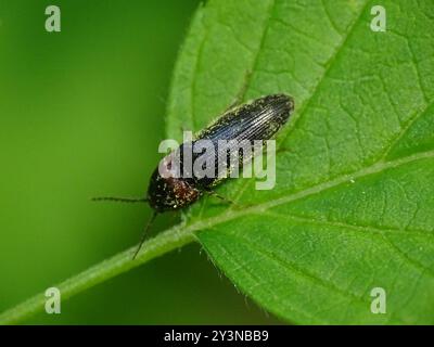 Red Click Beetle (Ampedus rubricus), Insecta, Capitale-Nationale, QC ...