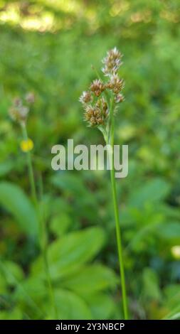 Field woodrush (Luzula campestris) Plantae Stock Photo - Alamy