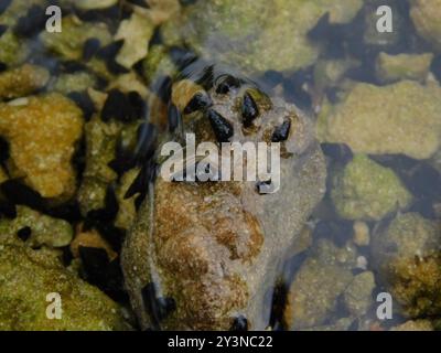 Cerith Snails and Allies (Cerithioidea) Mollusca Stock Photo - Alamy