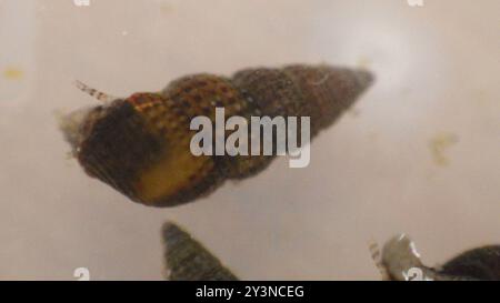 Brown Bittium (Bittiolum alternatum Stock Photo - Alamy