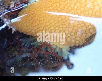 Noble Dorid (Peltodoris nobilis) Mollusca Stock Photo - Alamy