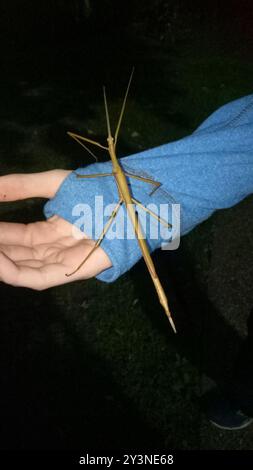 Children’s Stick Insect, Tropidoderus childrenii, male. Males of this ...