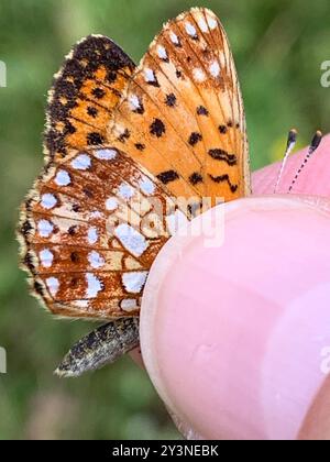 American Silver-bordered Fritillary (Boloria myrina) Insecta Stock ...