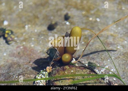 Sea Sacks (Halosaccion glandiforme), Plantae, Fitzgerald Marine Reserve ...