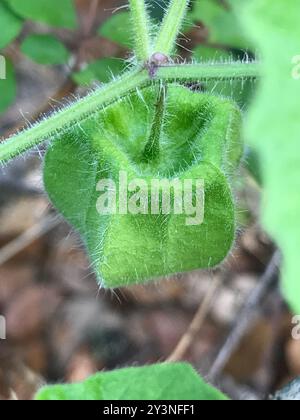 clammy groundcherry (Physalis heterophylla), Plantae, Delmar Stock ...