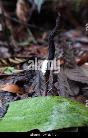 Vegetable caterpillar (Ophiocordyceps robertsii) Fungi Stock Photo - Alamy